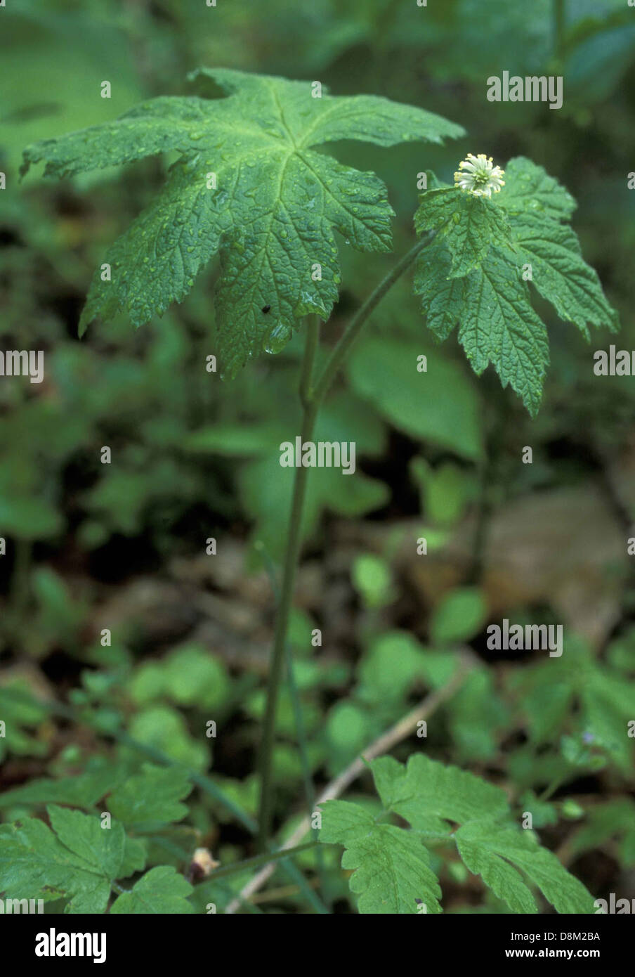 Goldenseal plant hydrastis canadensis Banque de photographies et d ...