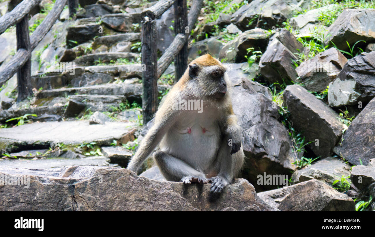 Vieux singe Banque de photographies et d’images à haute résolution - Alamy