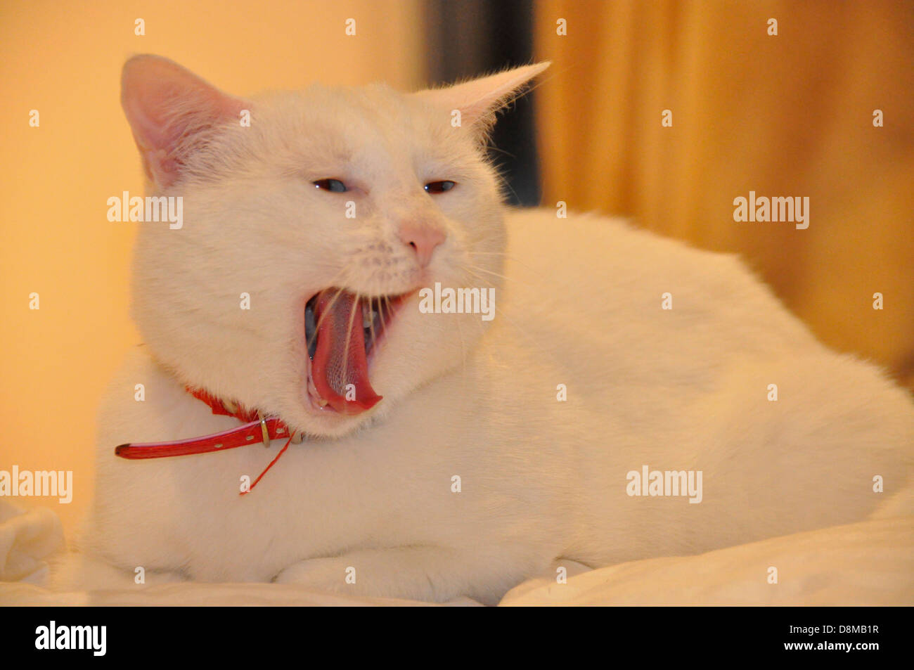 Chat albinos Banque de photographies et d’images à haute résolution - Alamy