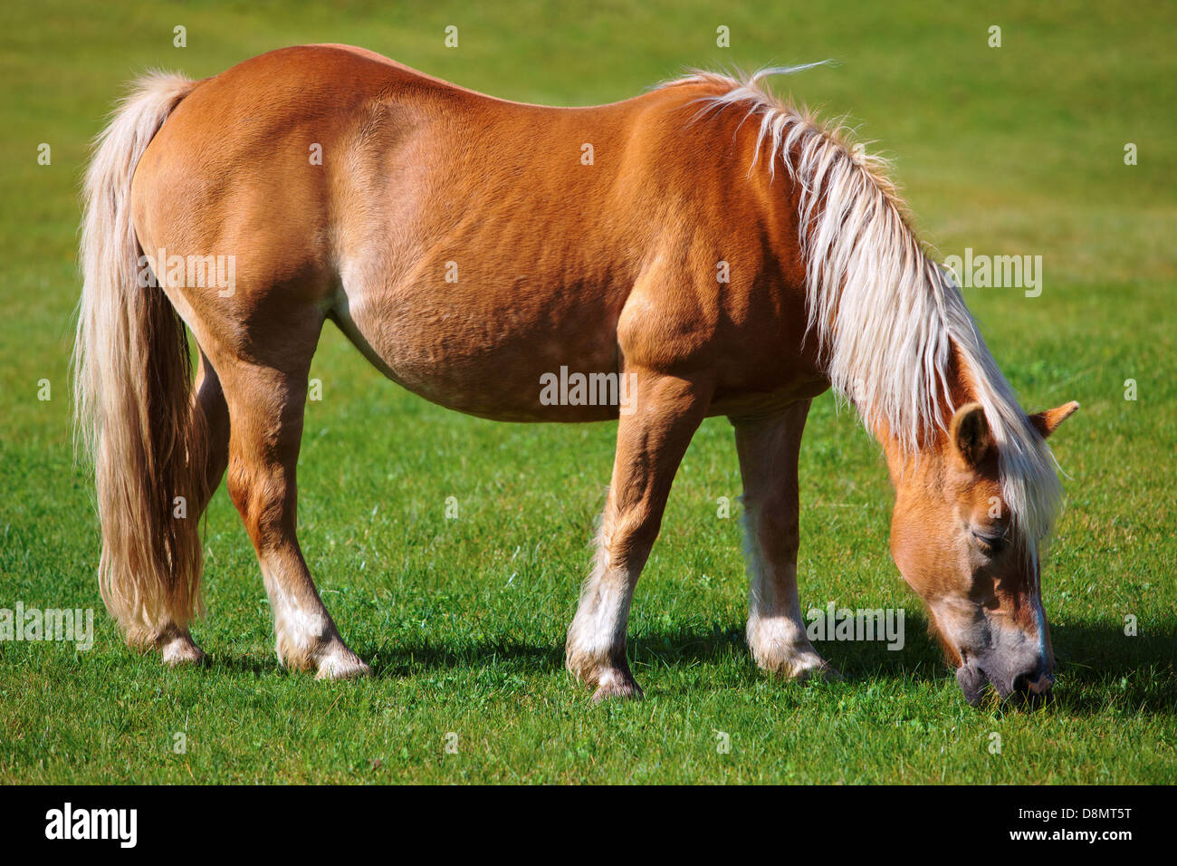 Champ et cheval Banque de photographies et d’images à haute résolution ...