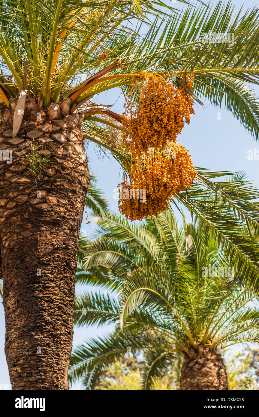 Dactylifera phoenix dactylifera Banque de photographies et d’images à ...
