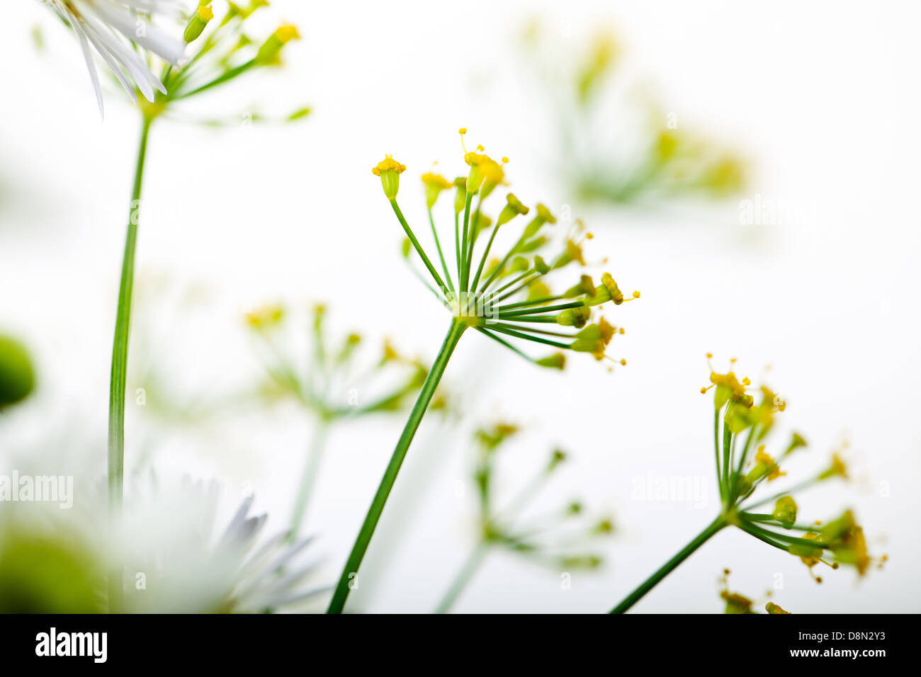 Ombelle fleur d'ombellifère blanc Banque de photographies et d’images à haute résolution - Alamy