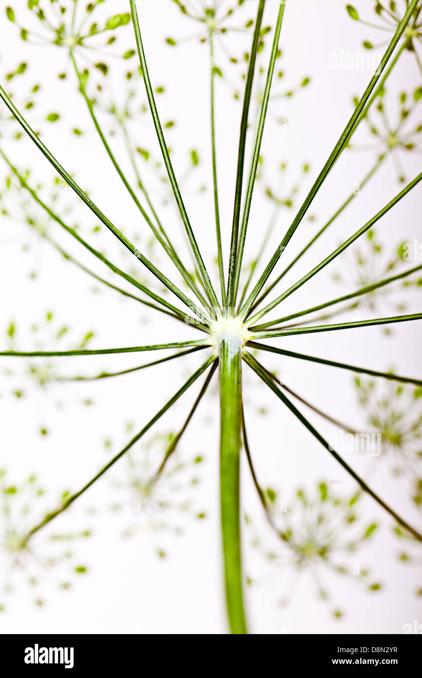 Ombelle fleur d'ombellifère blanc Banque de photographies et d’images à haute résolution - Alamy