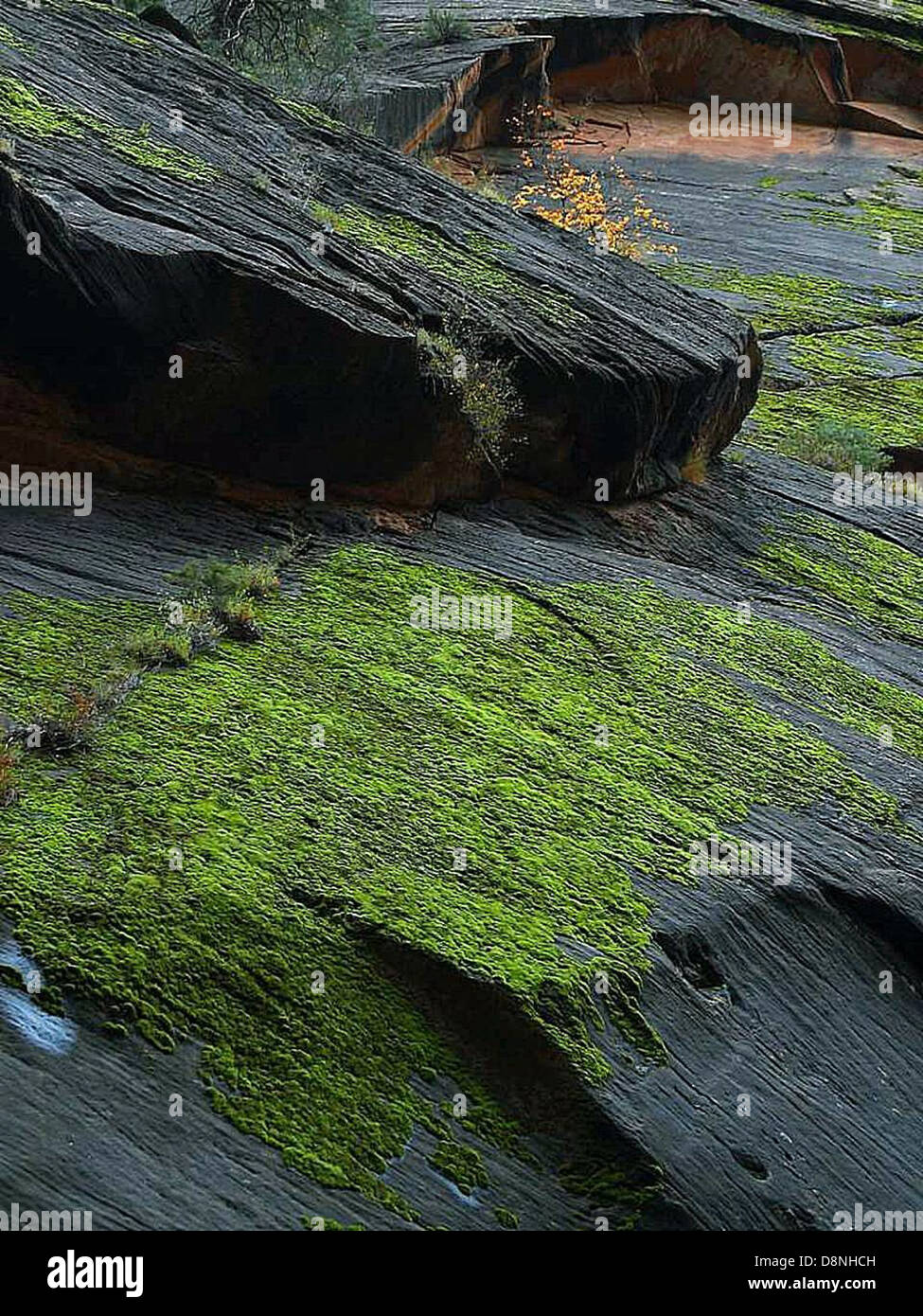 Moss couvre les surfaces rocheuses du canyon de Zion, prospérant dans ...