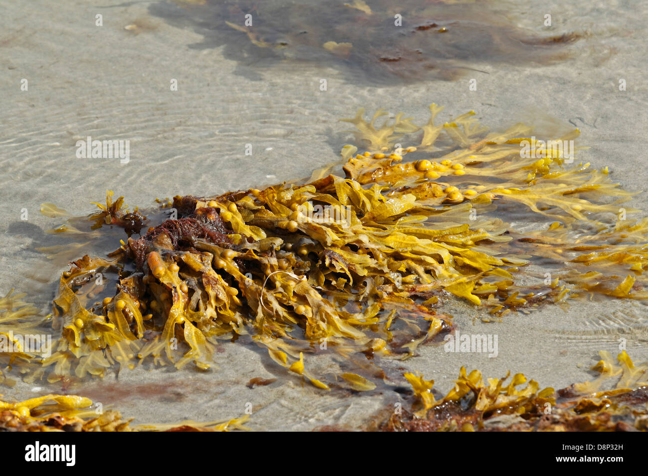Bladder fucus Banque de photographies et d’images à haute résolution ...