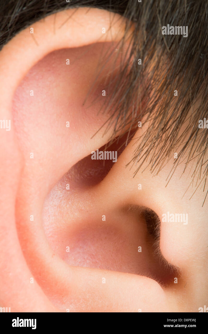 Anatomie de l'oreille Banque de photographies et d’images à haute ...