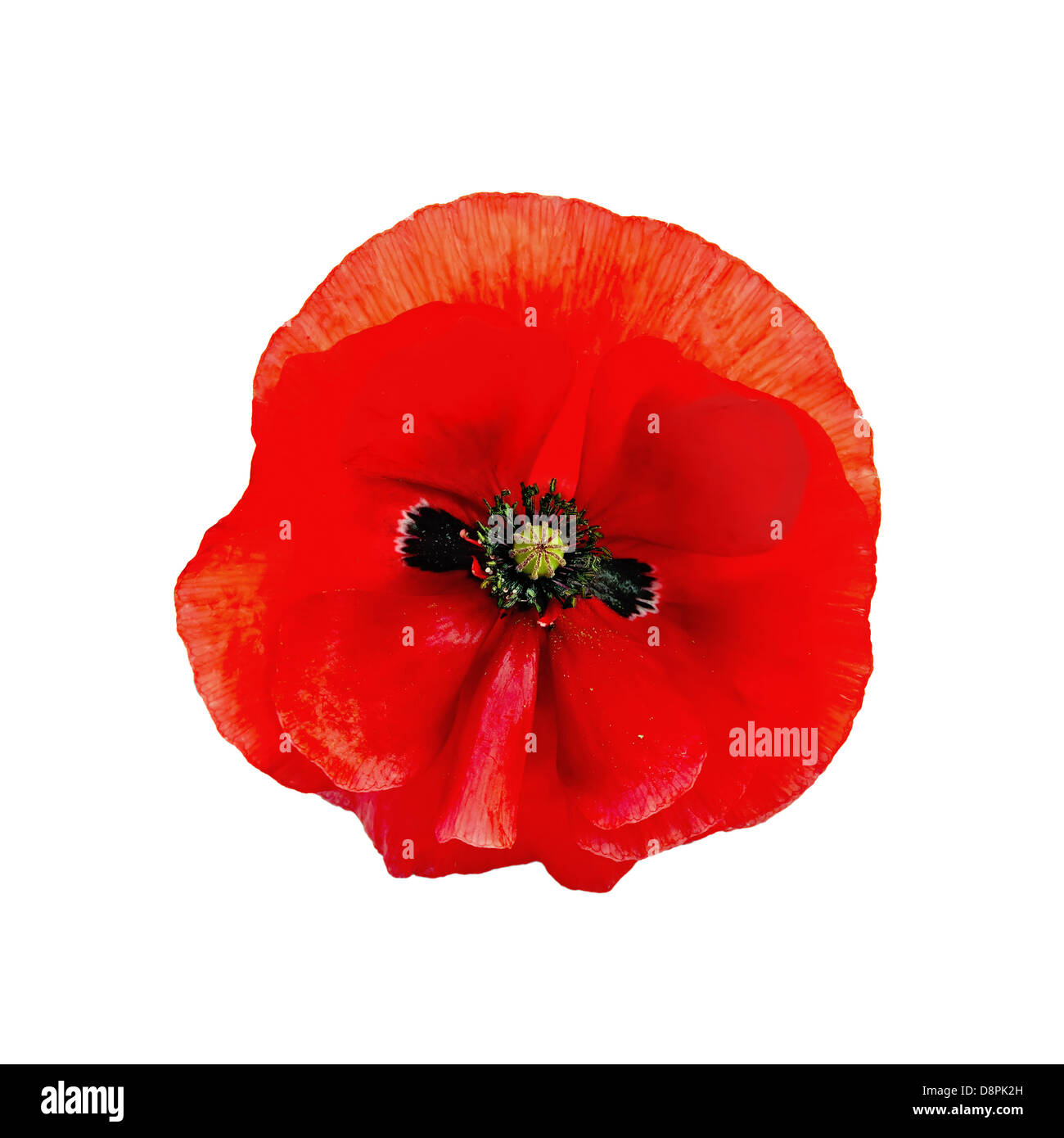 Coquelicot Rouge Banque d'image et photos - Alamy