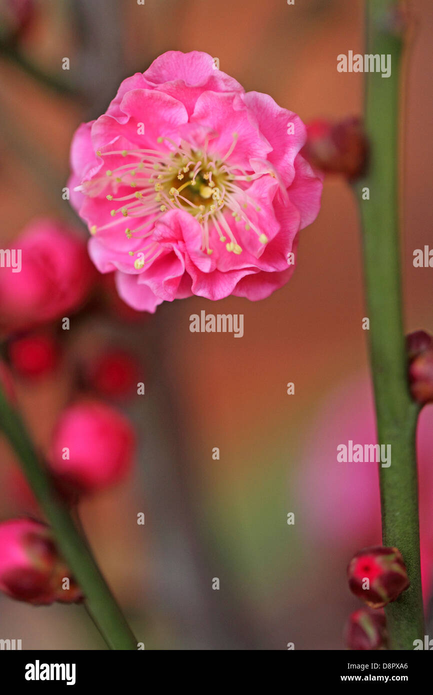 Prunier en fleur Banque de photographies et d’images à haute résolution ...