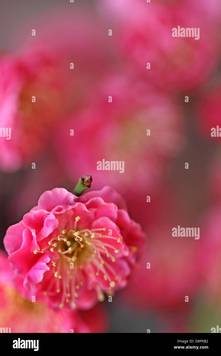 Fleur de prunier rouge Banque de photographies et d’images à haute ...