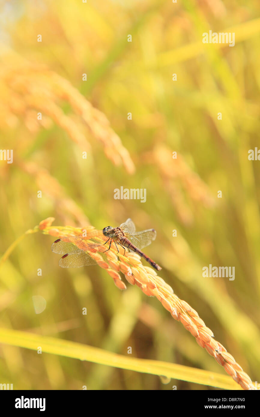 Insecte de la plante de riz Banque de photographies et d’images à haute ...