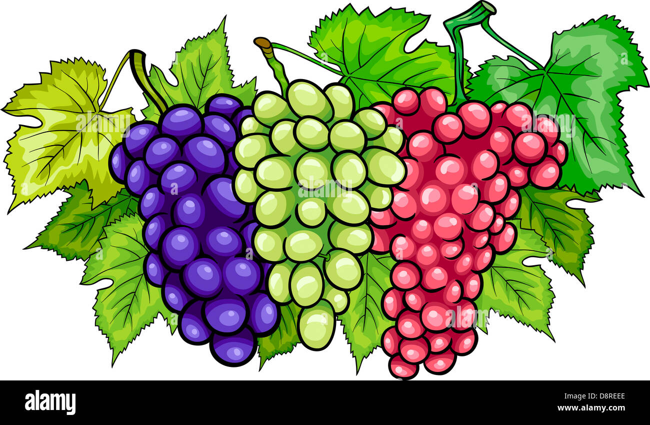 Cartoon Illustration de trois grappes de blanc et rouge et noir ou bleu ...