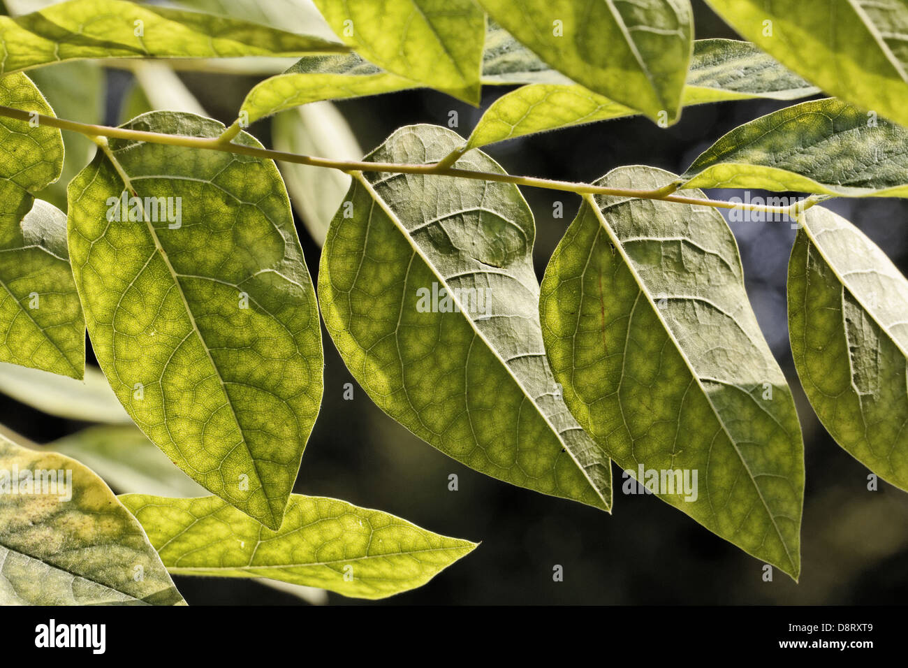 Gymnocladus dioicus Banque de photographies et d’images à haute ...