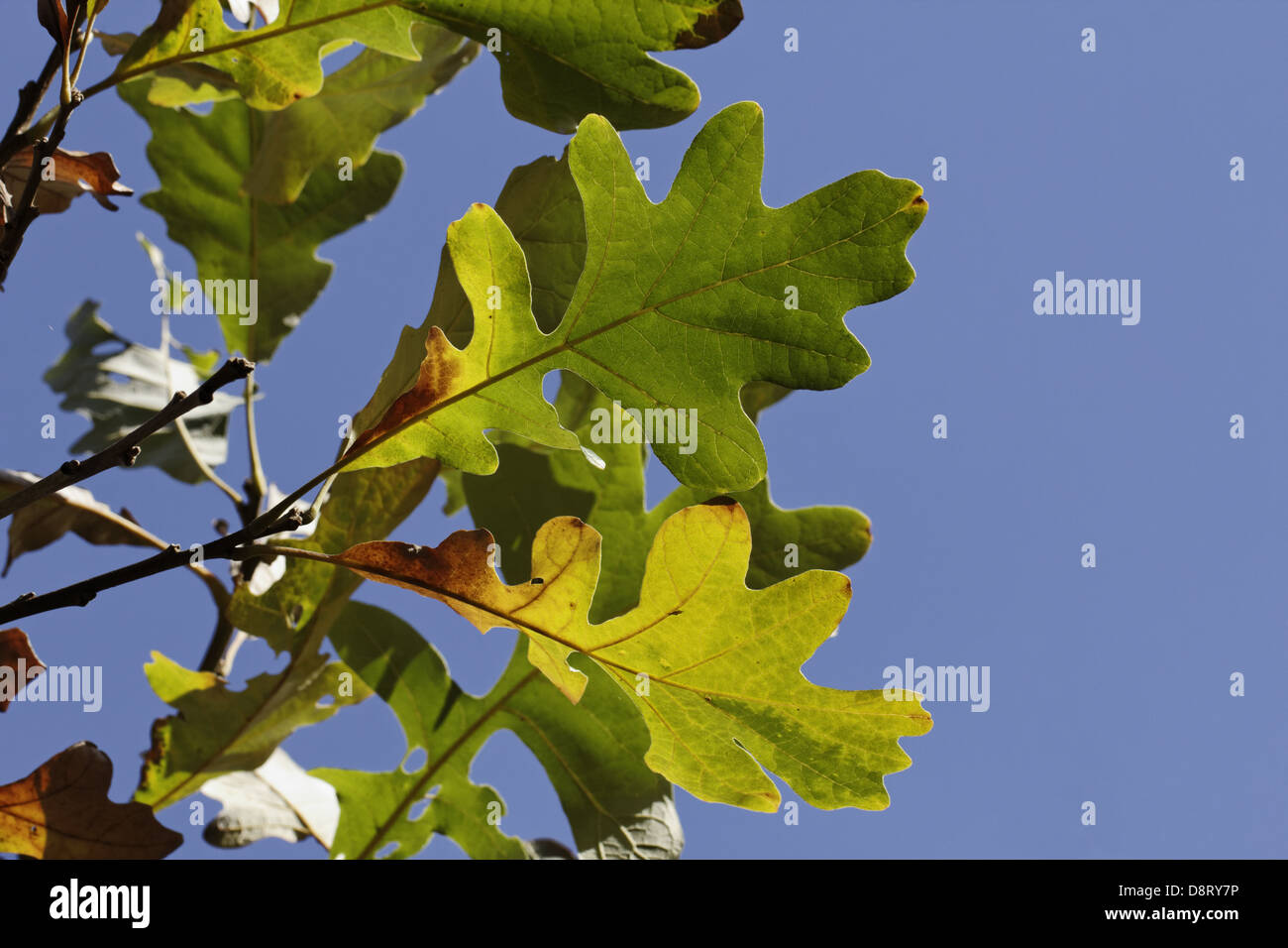 White oak quercus alba in Banque de photographies et d’images à haute ...
