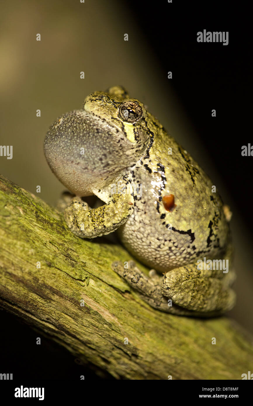 La rainette versicolore (Hyla versicolor), homme appelant pour attirer ...