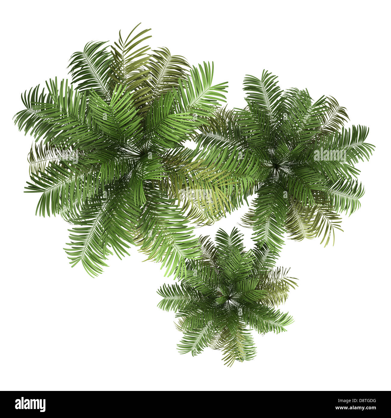 Arbres d'arec Banque de photographies et d’images à haute résolution ...