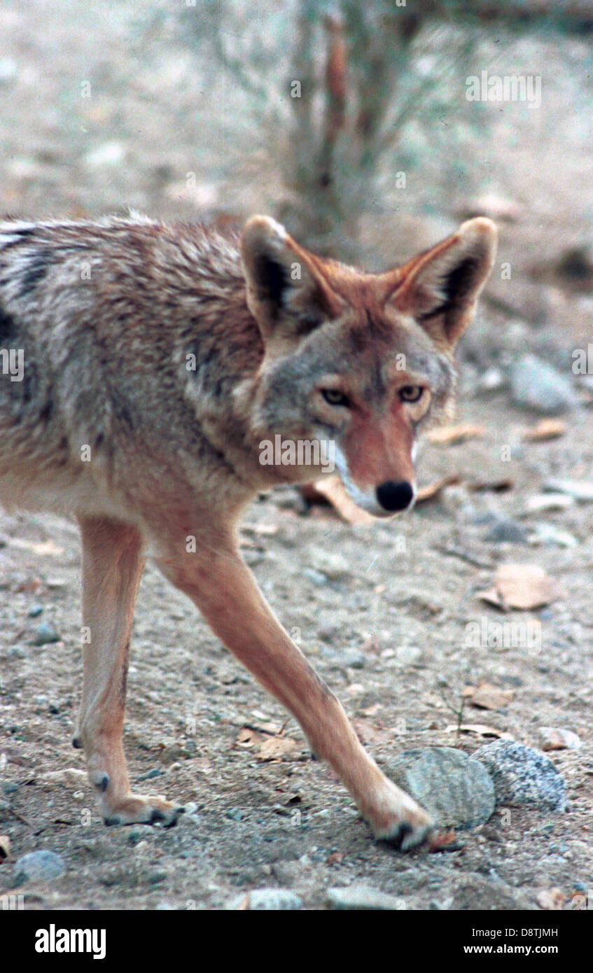 Coyote Canis latrans, Chacal, le loup américain brosse des prairies le ... Coyote Canis latrans, Chacal, le loup américain brosse des prairies le ...