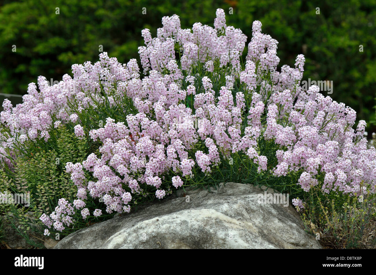 Fleurs Rose Pâle Banque d'image et photos - Alamy