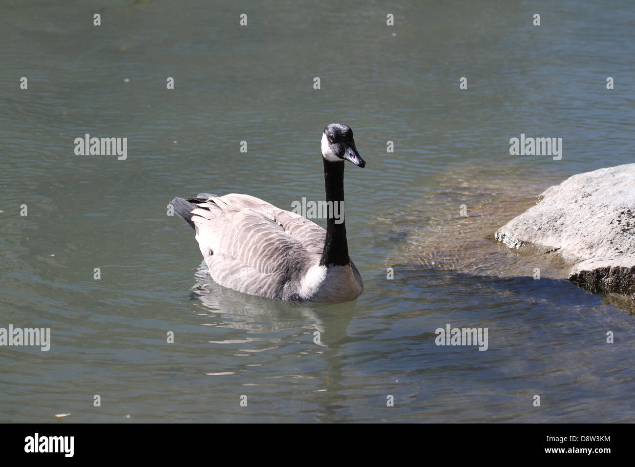 Oie rock Banque de photographies et d’images à haute résolution - Alamy