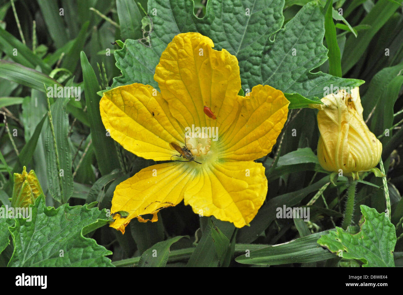 Fleur De Concombre Banque d'image et photos - Alamy