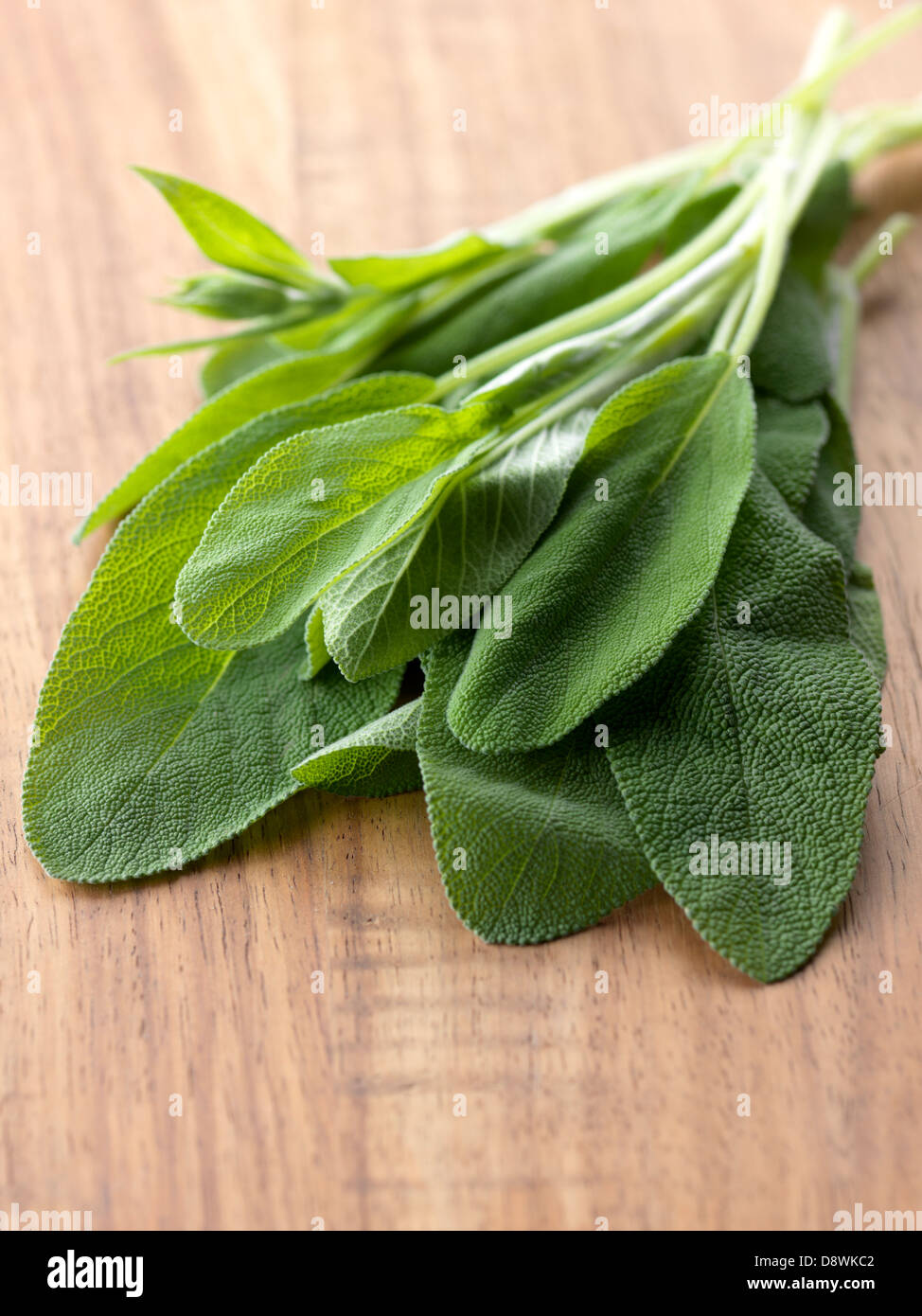 Feuilles de sauge Banque de photographies et d’images à haute ...