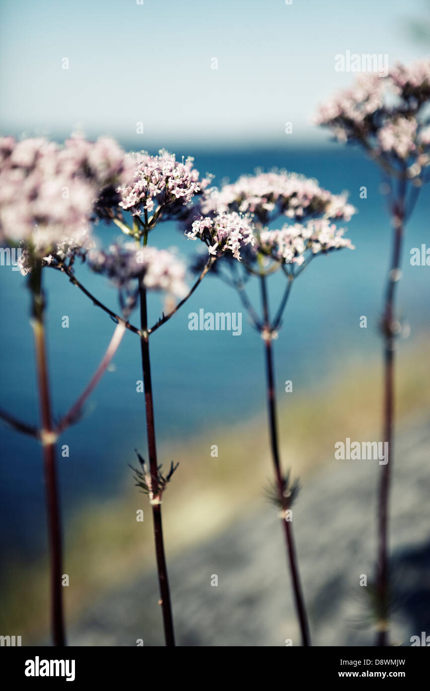 Rose clair Banque de photographies et d’images à haute résolution - Alamy