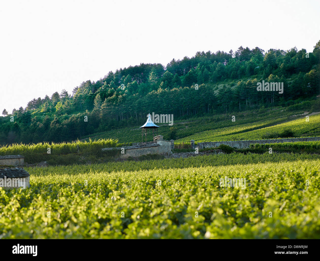 Paysage de vignes Banque de photographies et d’images à haute ...
