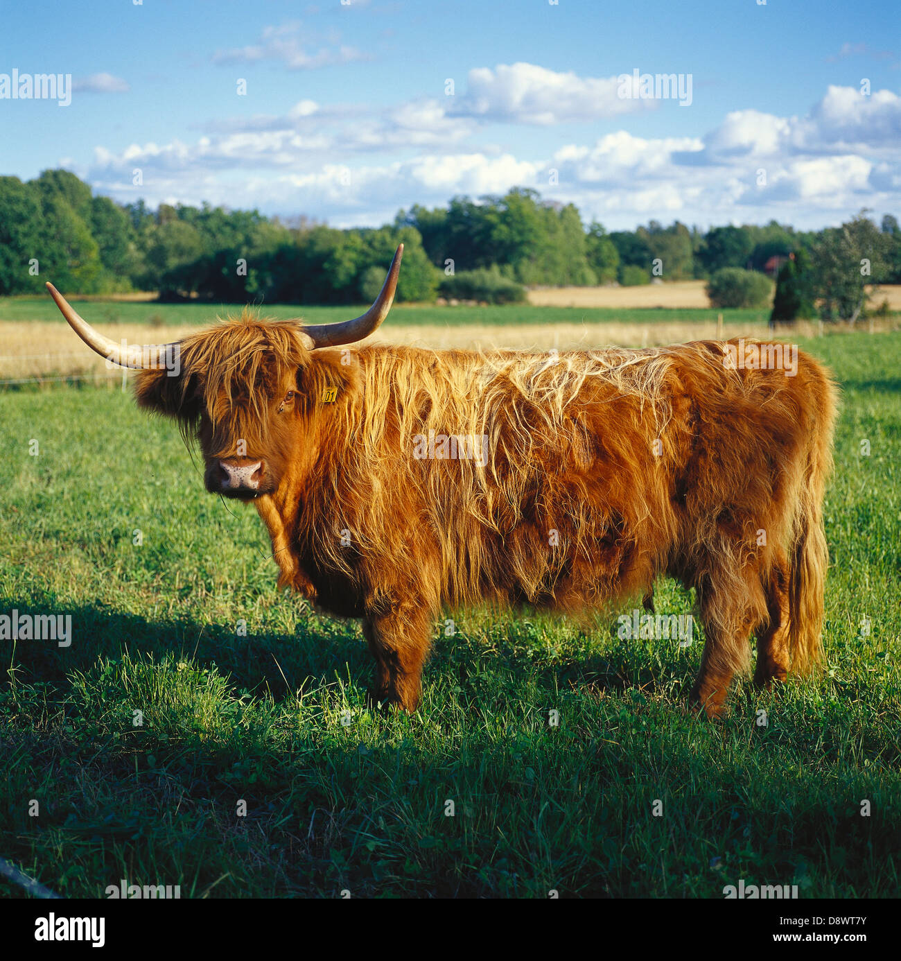 Vache à poil long avec de grandes cornes Photo Stock - Alamy