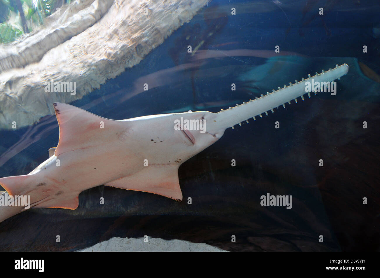 Poisson scie Banque de photographies et d’images à haute résolution - Alamy