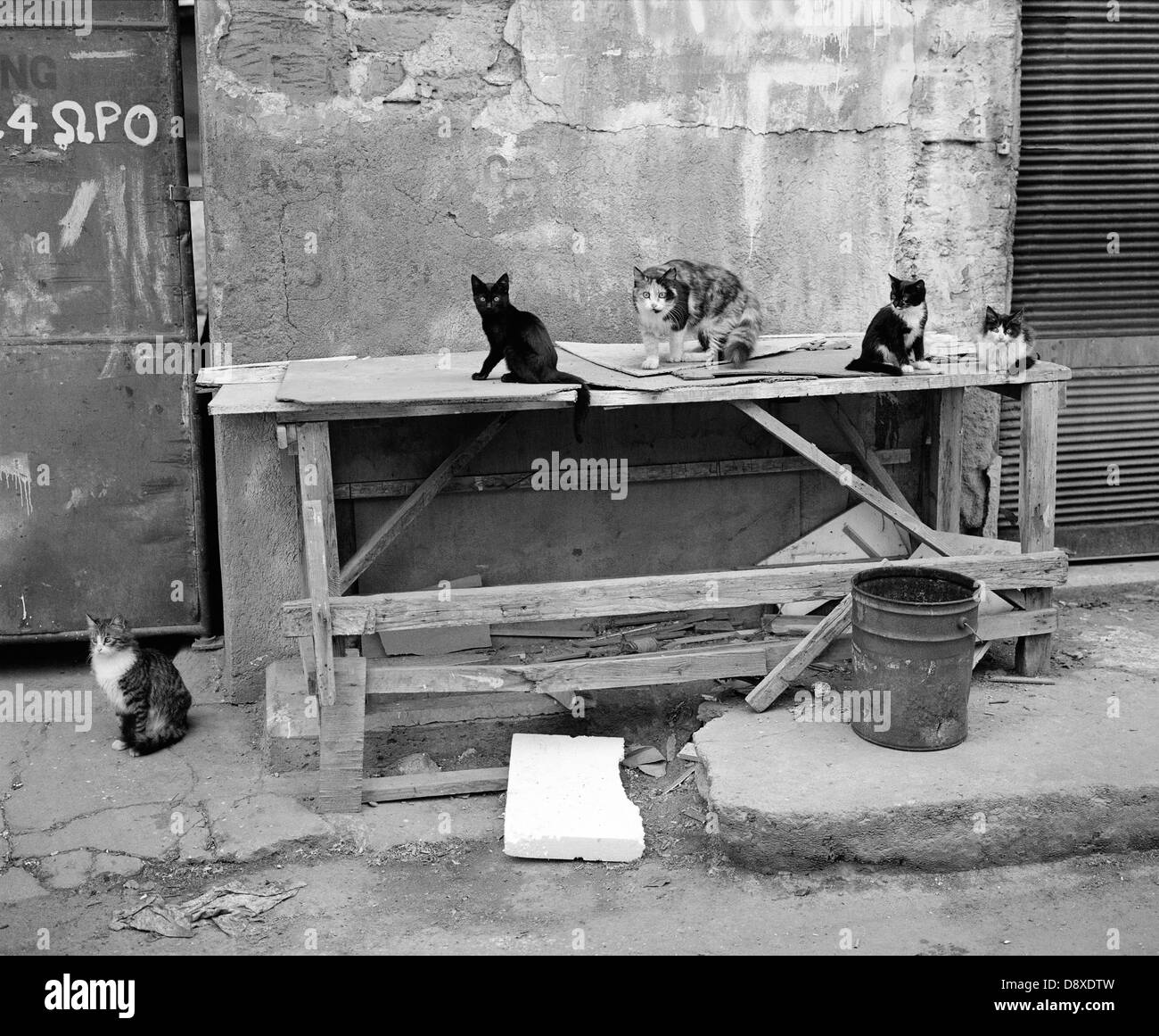 Chats sur la table Banque de photographies et d’images à haute ...
