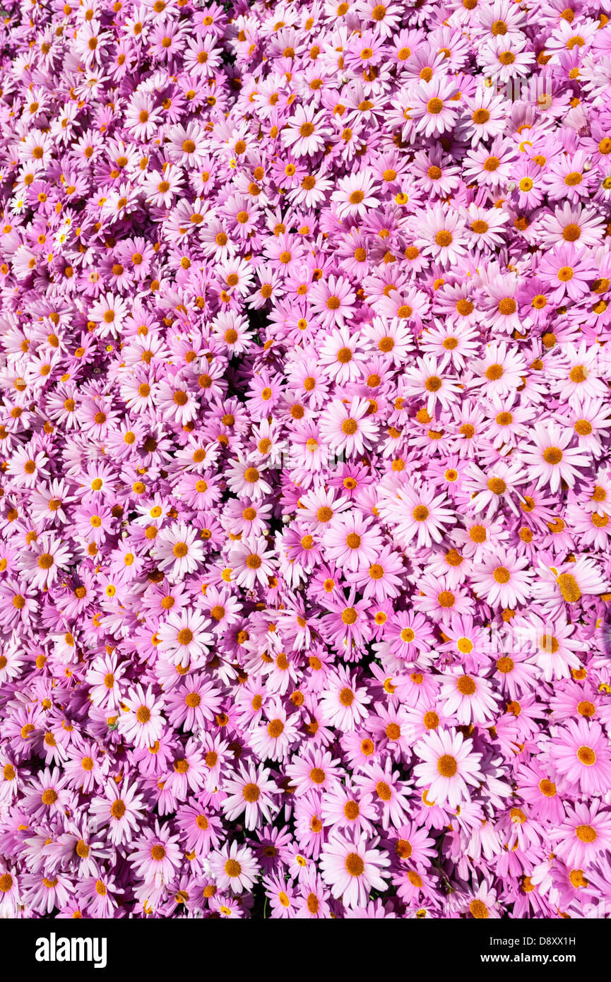 Masse rose Banque de photographies et d’images à haute résolution - Alamy