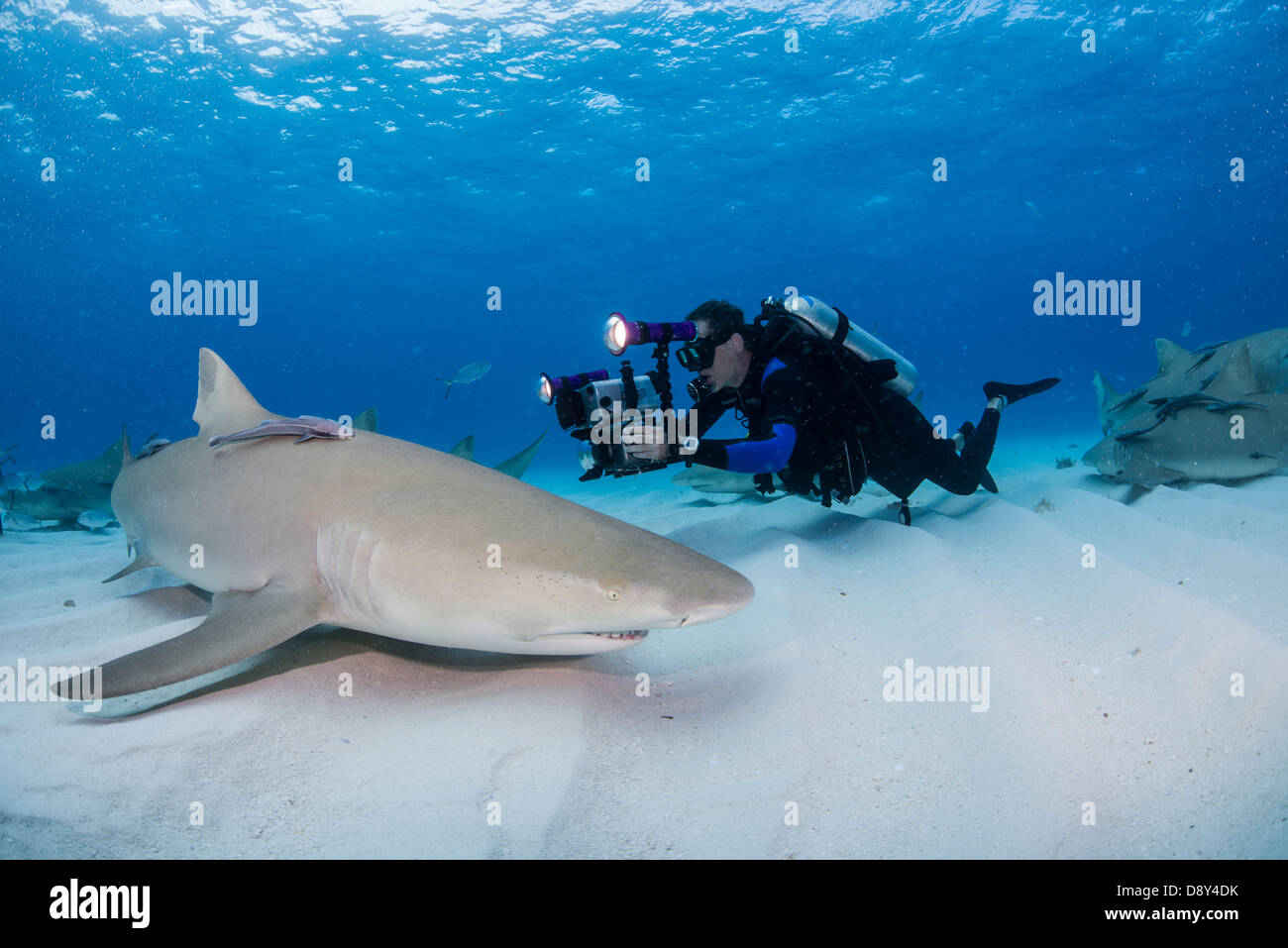 Requins citron Banque de photographies et d’images à haute résolution - Alamy