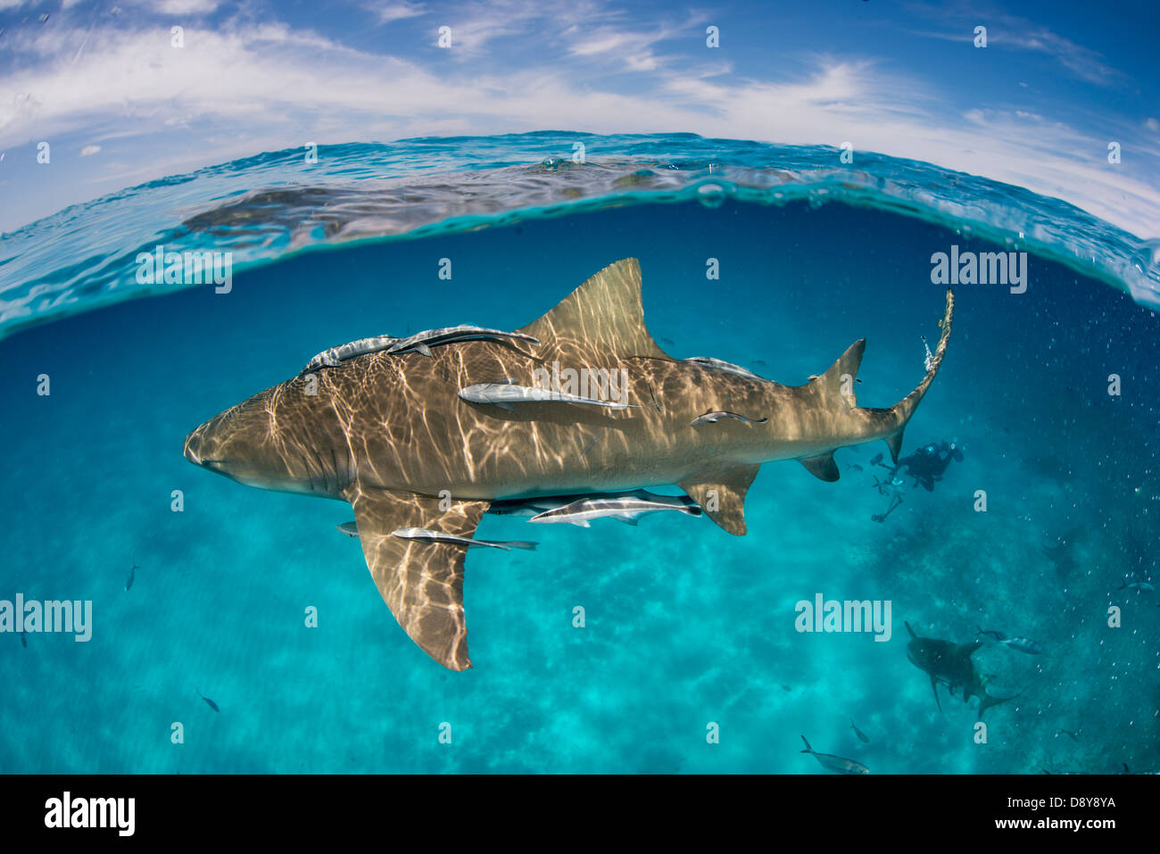 Requin citron Banque de photographies et d’images à haute résolution ...