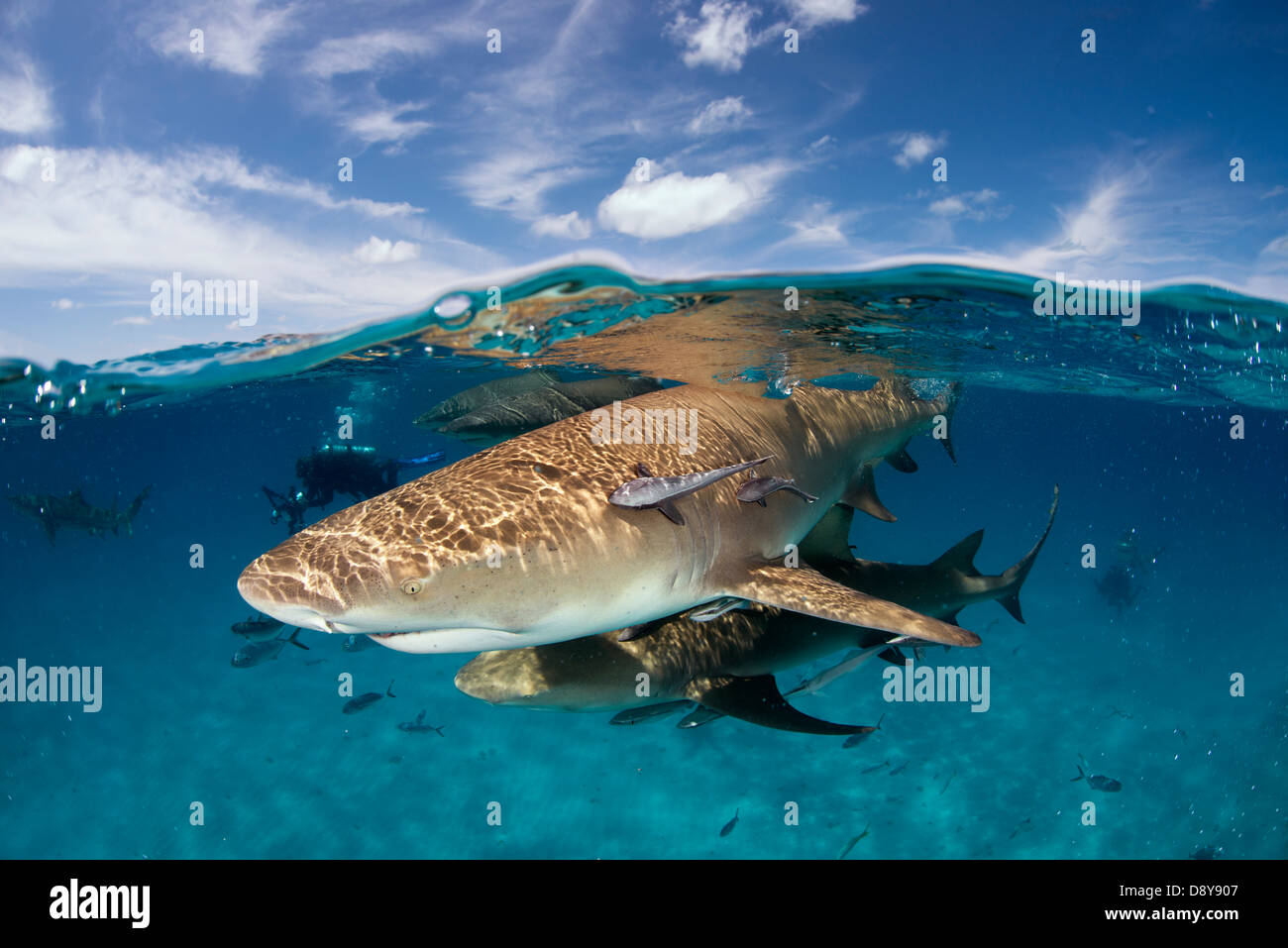 Requin Citron Banque d'image et photos - Alamy