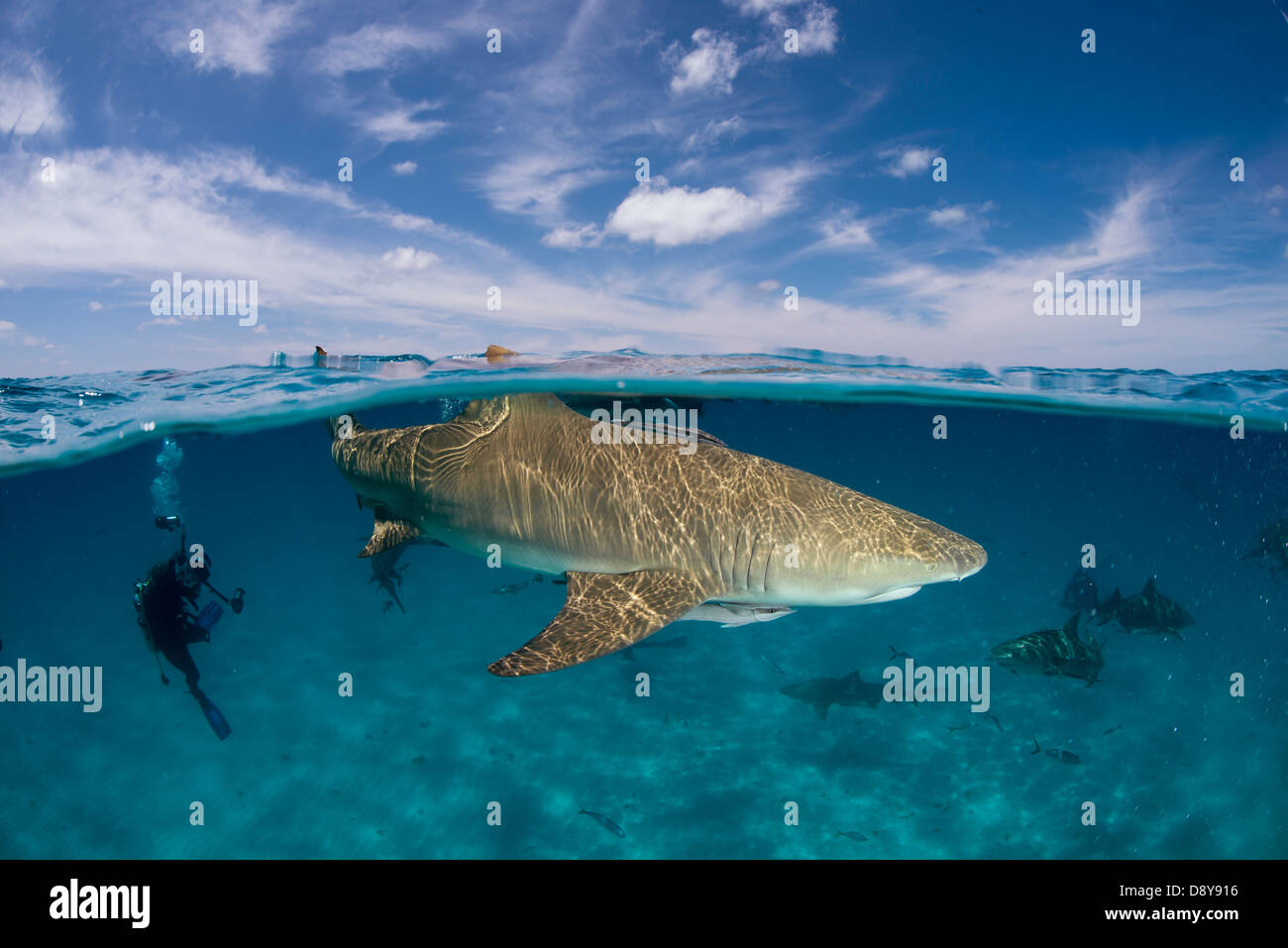 Requin Citron Banque d'image et photos - Alamy