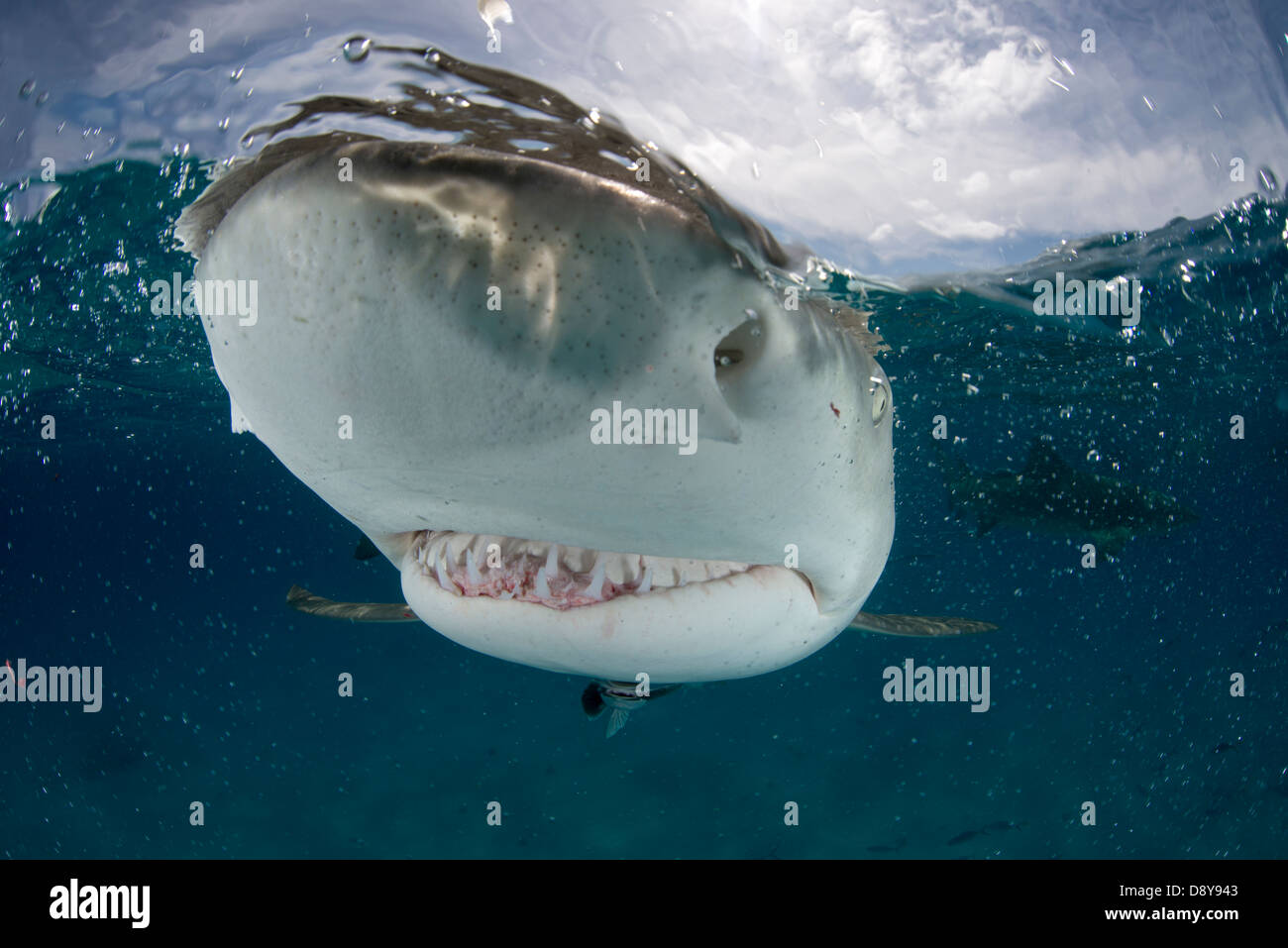 Requin Citron Banque d'image et photos - Alamy