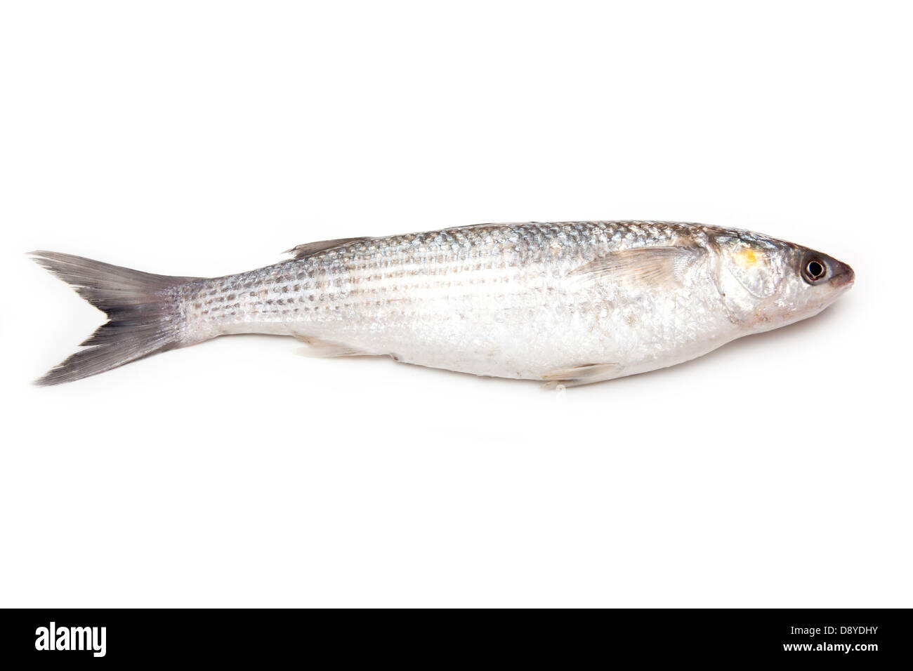 Mullet fish Banque de photographies et d’images à haute résolution - Alamy