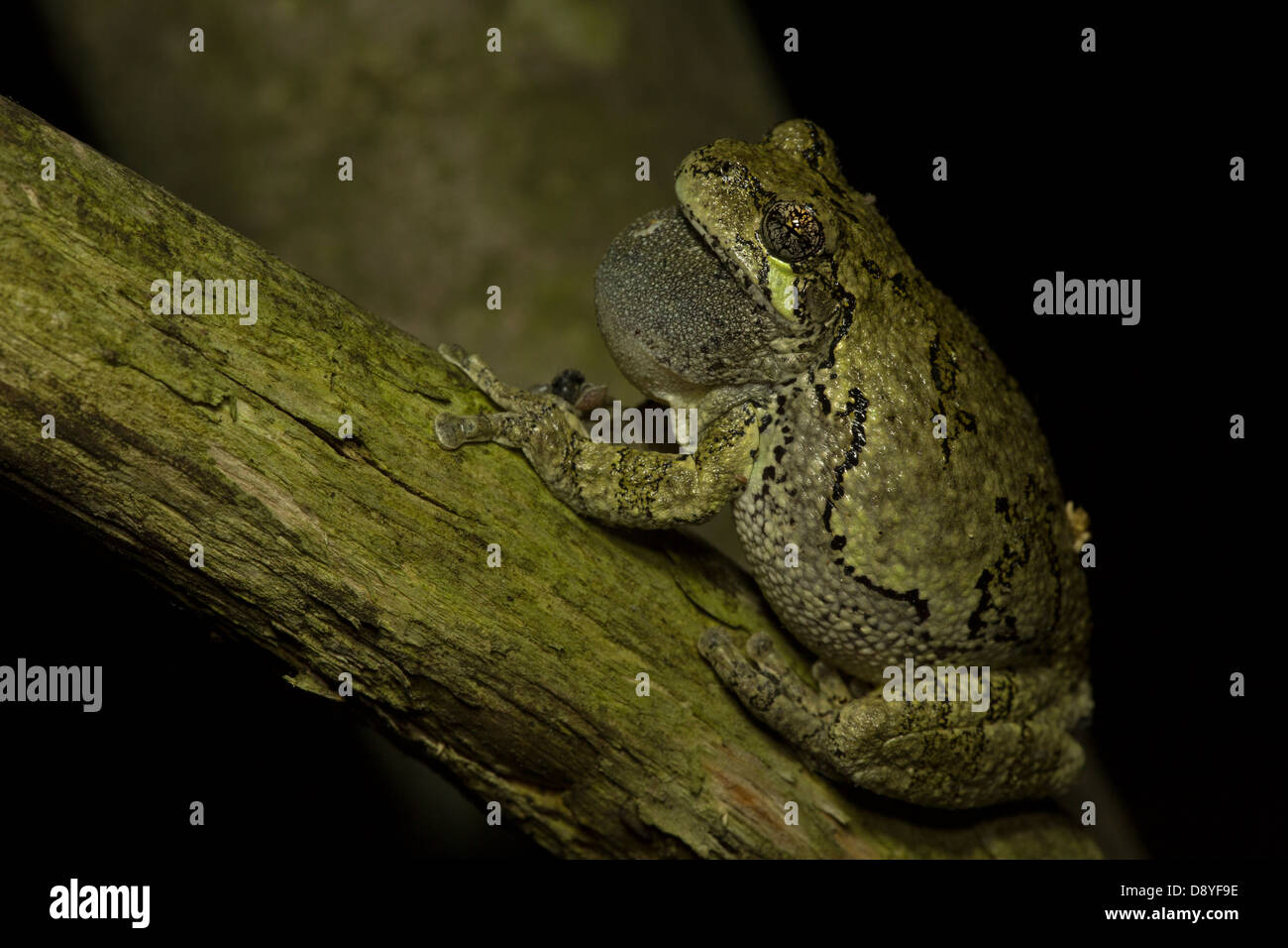 La rainette versicolore (Hyla versicolor), homme appelant pour attirer ...