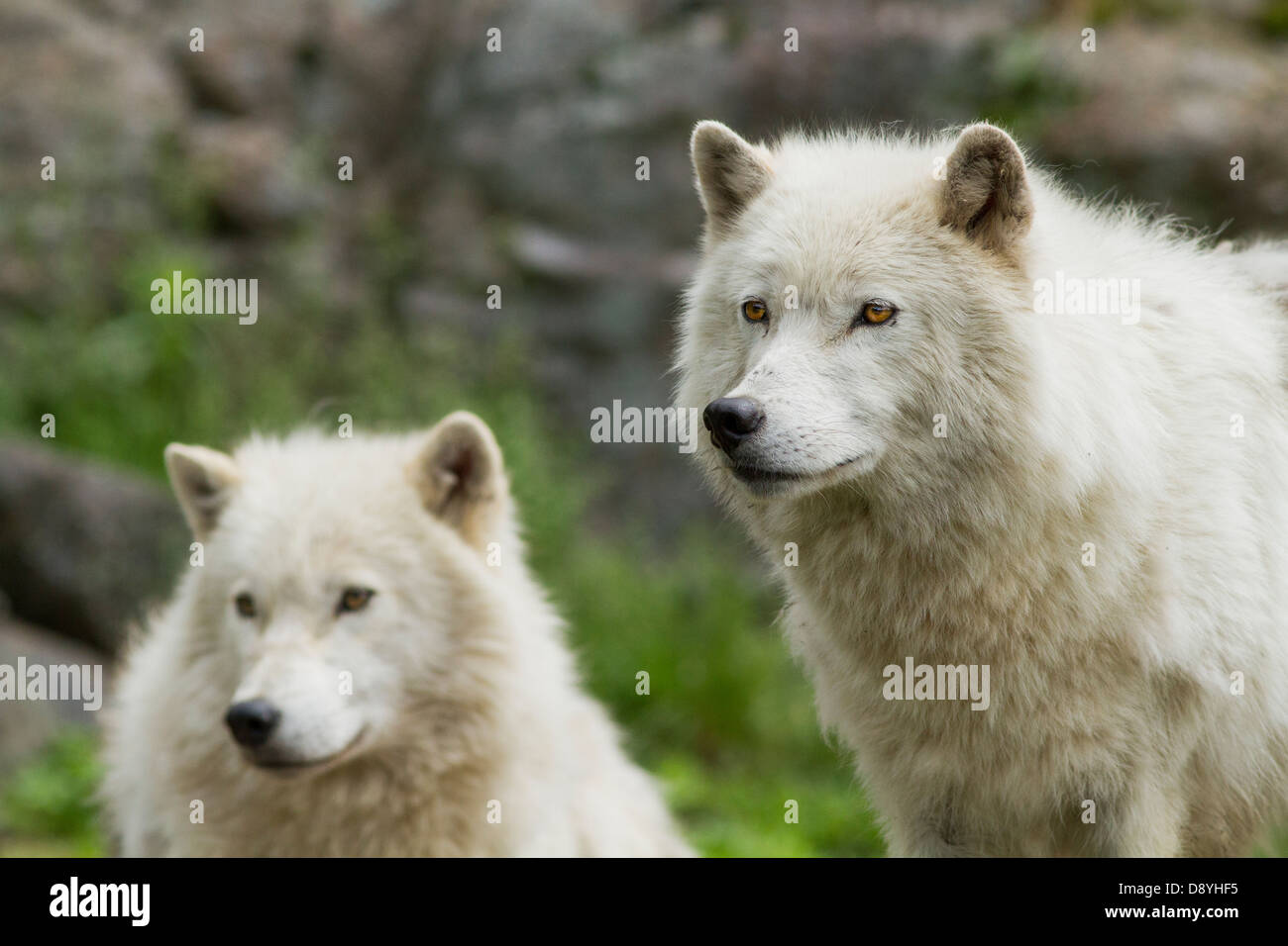 Loup couple alpha Banque de photographies et d’images à haute ...