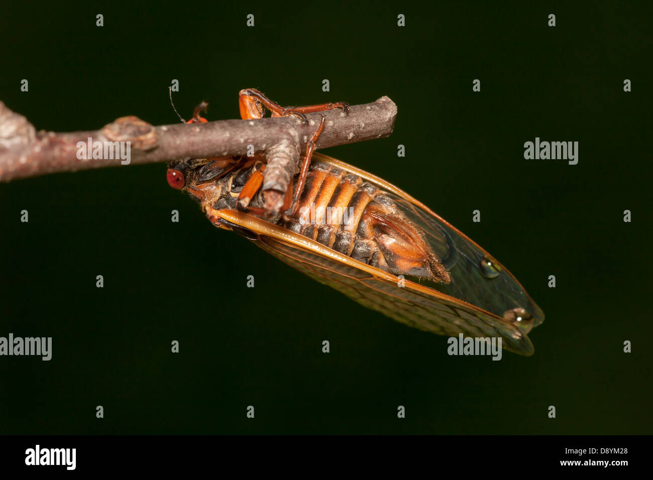 Insectes adultes du stade Banque de photographies et d’images à haute ...