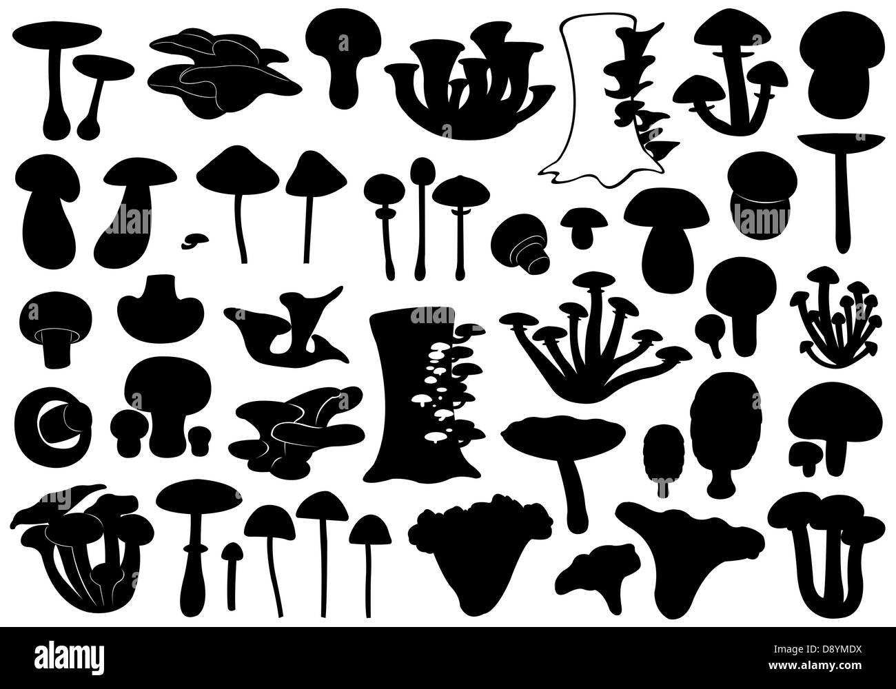 Champignons edulis Banque d'images noir et blanc - Alamy