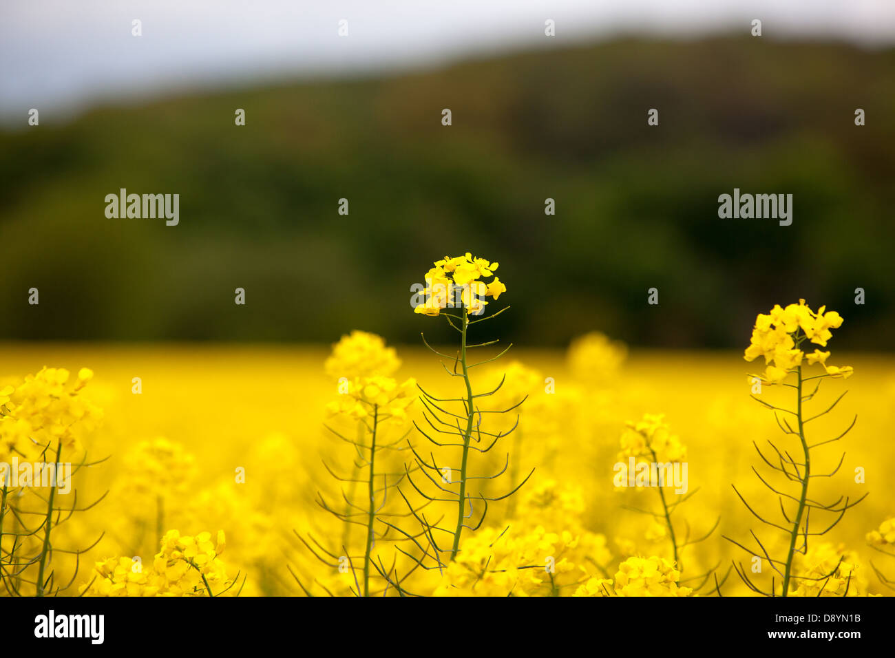 Un champ semé de la récolte jaune vif du colza Photo Stock - Alamy