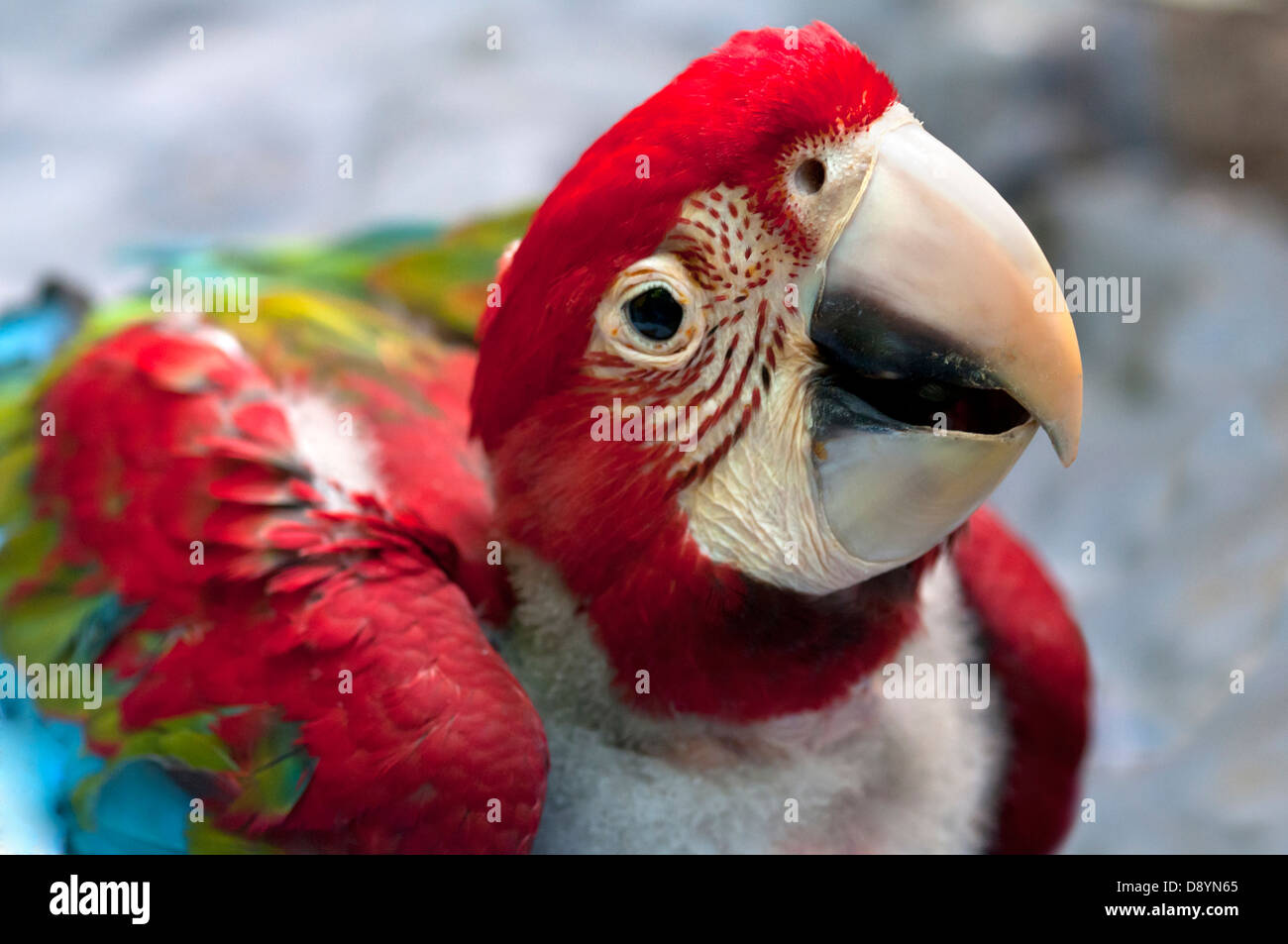 Macaw chick Banque de photographies et d’images à haute résolution - Alamy