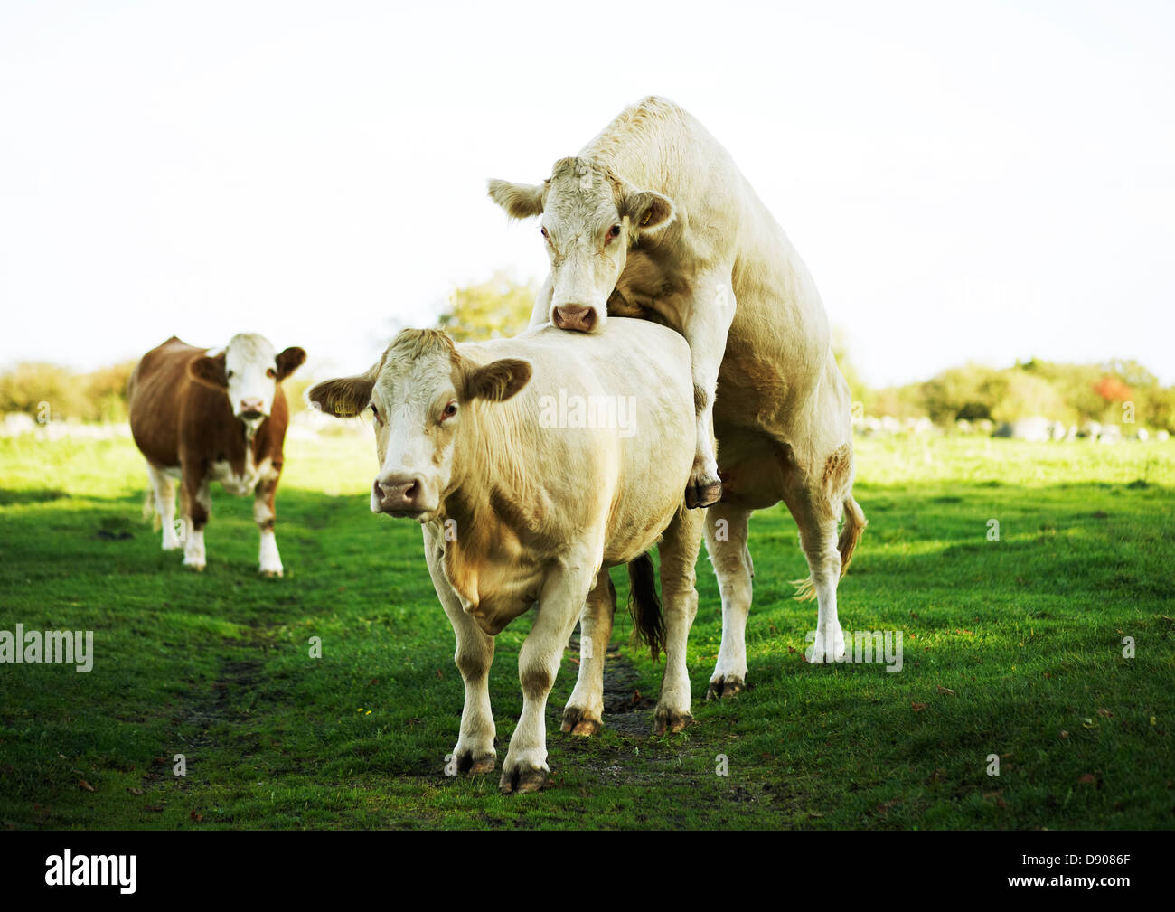 Vache accouplement avec taureau Banque de photographies et d’images à haute résolution - Page 3 ...