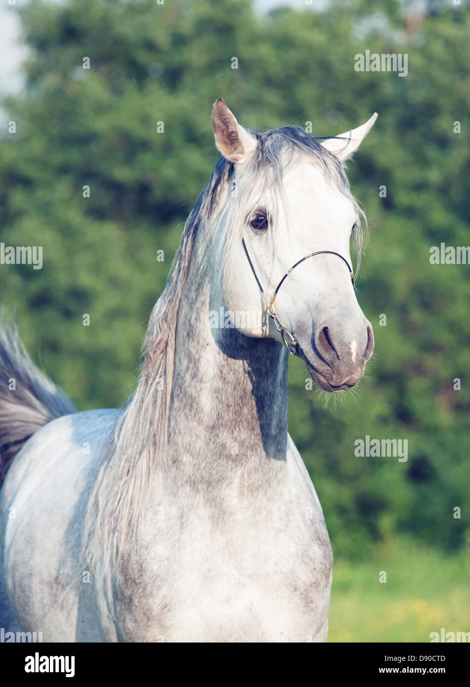Cheval Gris Arabe Banque d'image et photos - Alamy