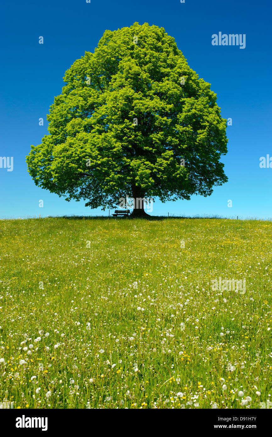 Tilleul arbre Banque de photographies et d’images à haute résolution ...