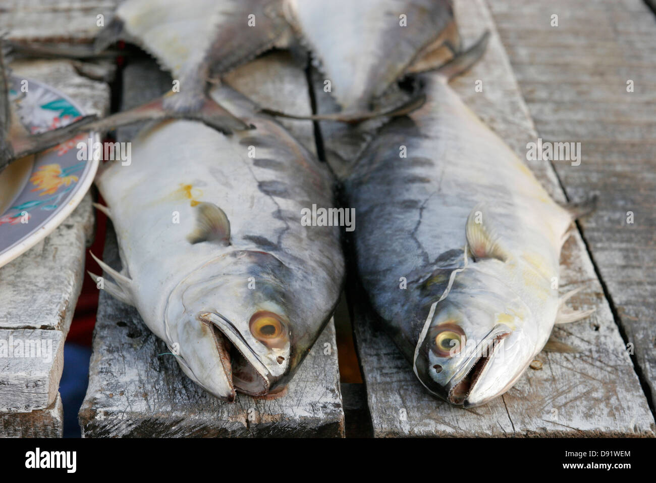 Poisson de mer Banque de photographies et d’images à haute résolution ...