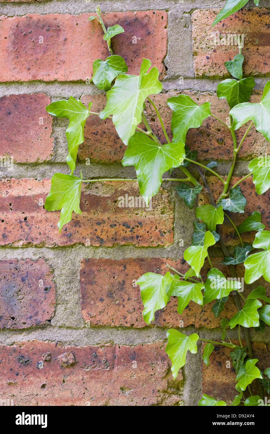 Hedera helix. Escalade de lierre un vieux mur de brique rouge Photo ...