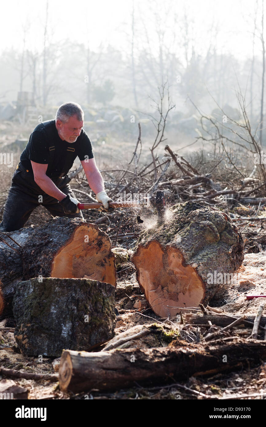Tree chopping Banque de photographies et d’images à haute résolution ...