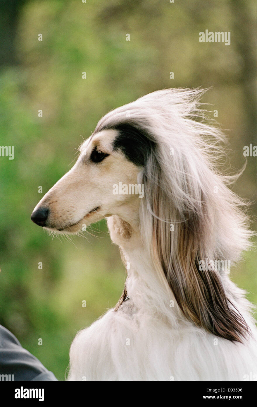 Afghan hound Banque de photographies et d’images à haute résolution - Alamy