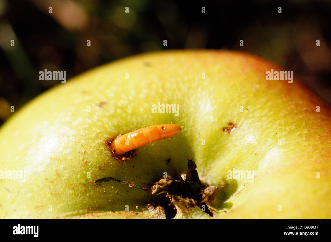 Ver de pomme Banque de photographies et d’images à haute résolution - Alamy